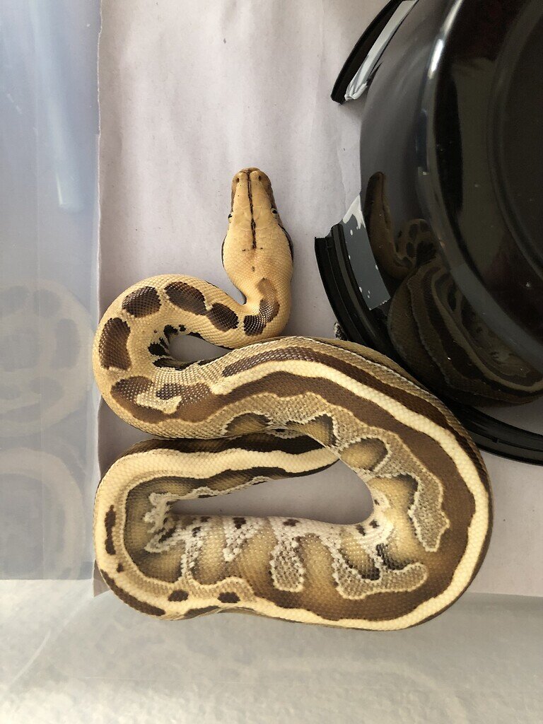 My new python babies that came today! - All Reptiles - MorphMarket ...