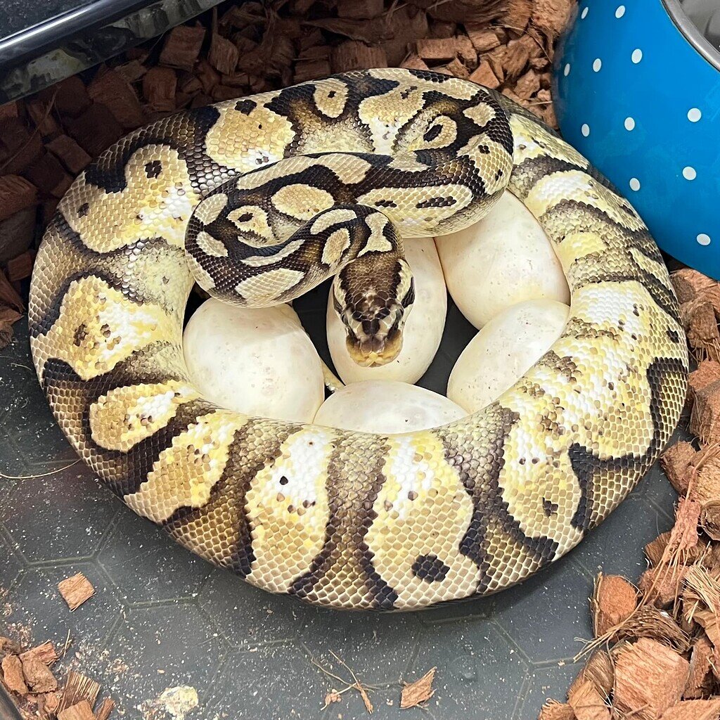 Clutch No49 GHI Mojave x Pastel Calico 🥰 - Ball Pythons - MorphMarket ...
