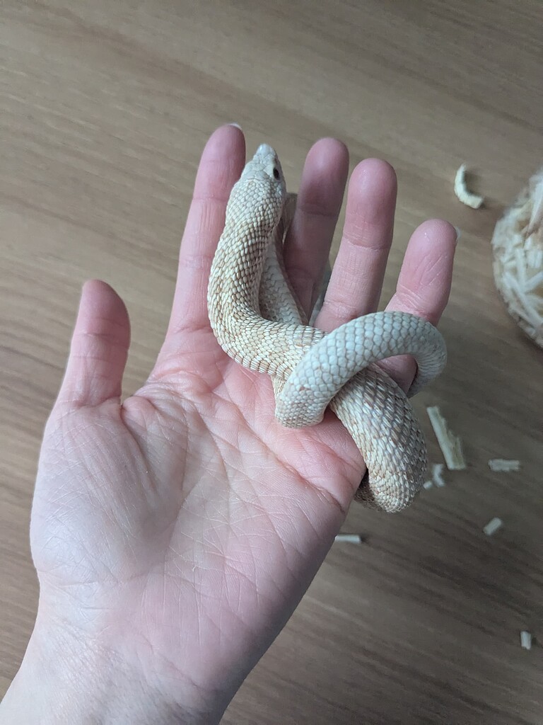Morph identification - Hognose Snakes - MorphMarket Reptile Community
