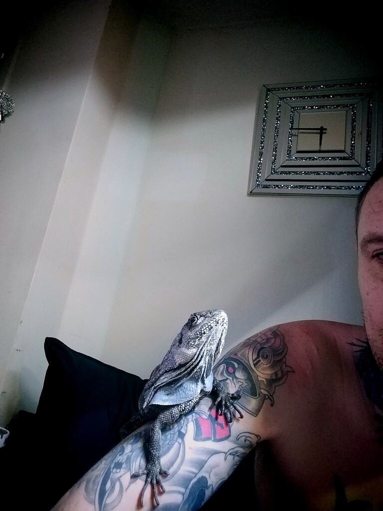 Dilo out chilling en hes started just go back in his viv himself when ...