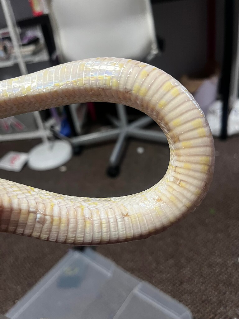 Scale Rot in my Baby :( - Corn Snakes - MorphMarket Reptile Community
