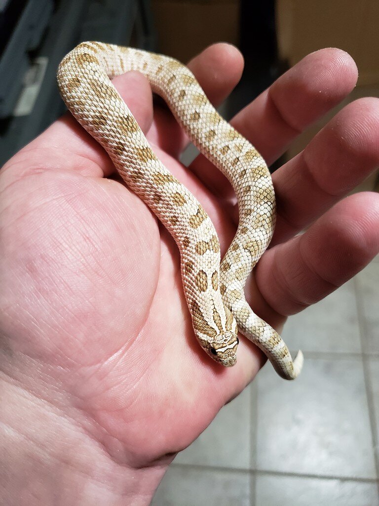 Nice color change on this arctic conda - Hognose Snakes - MorphMarket ...