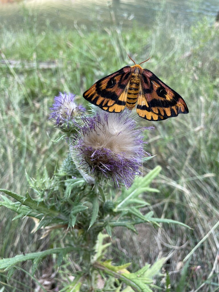 For The Invert Crowd - Other Invertebrates - MorphMarket Reptile Community