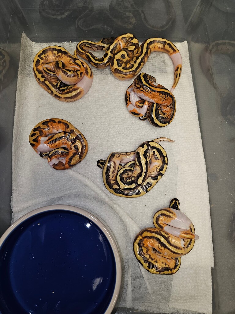 Help identifying hatchling pieds - Ball Pythons - MorphMarket Reptile ...