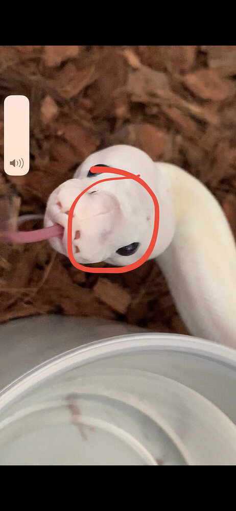 Bump on nose between nostrils - Ball Pythons - MorphMarket Reptile ...