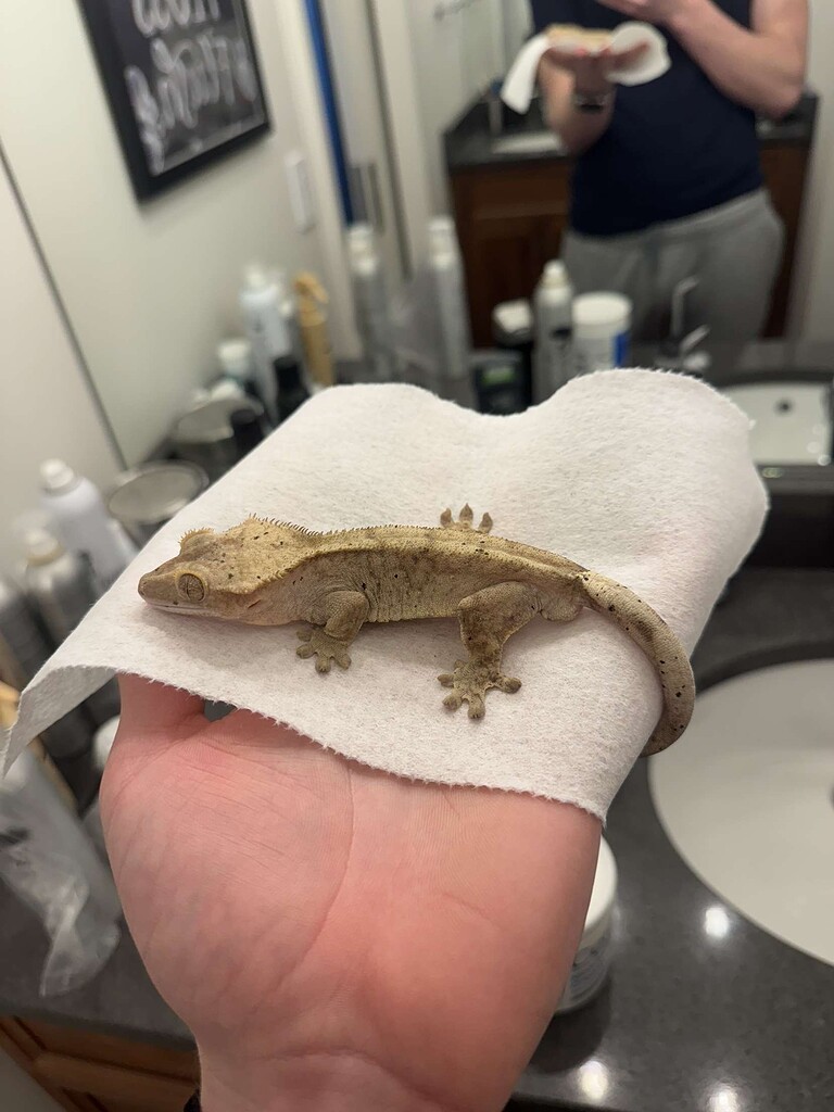 Crested Gecko morph/trait help? - Crested Geckos - MorphMarket Reptile ...