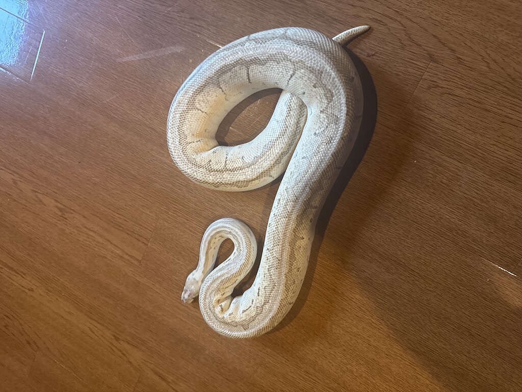 Need to know please - Ball Pythons - MorphMarket Reptile Community