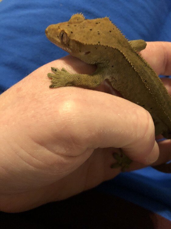 Crested Gecko Morph / Trait Guide - Crested Geckos - MorphMarket ...