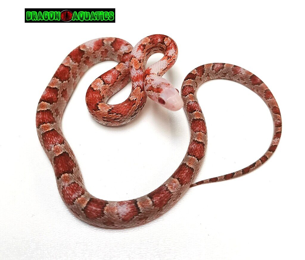 Paradox corn snake believed to be blizzard extreme paradox - Corn ...