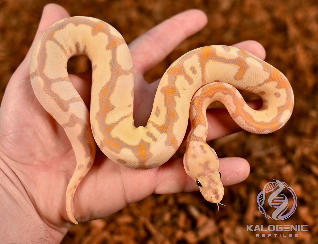 🎵You Are My Special🎵 - Ball Pythons - MorphMarket Reptile Community