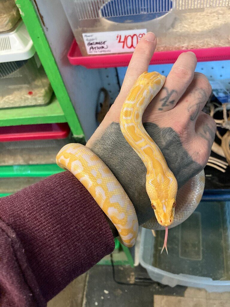 How often and how many pinky rats should I be feeding - Burmese Pythons ...