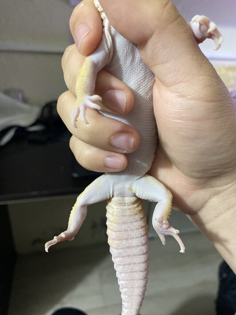 Just one last time… is a boy or a girl? - Leopard Geckos - MorphMarket ...