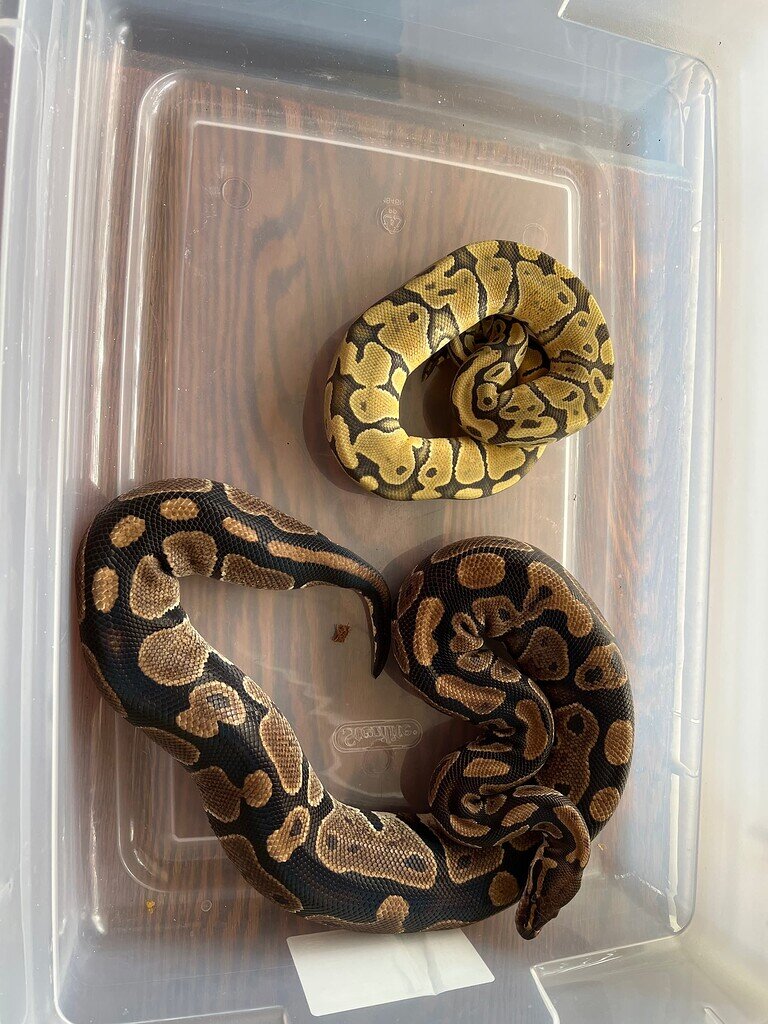 Sudden passing? - Ball Pythons - MorphMarket Reptile Community