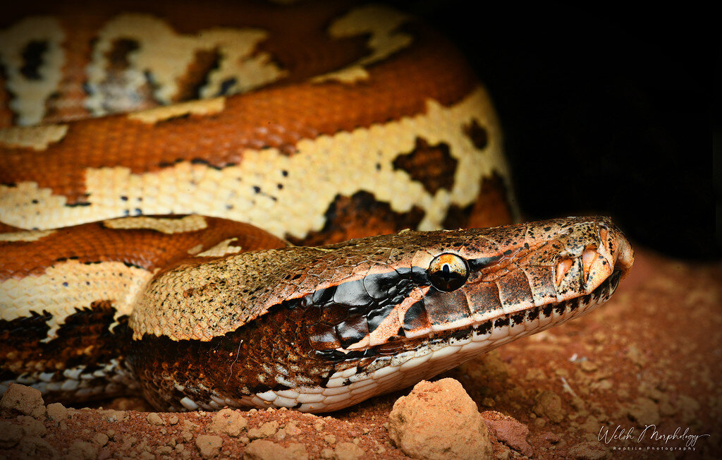 Beyond the Matrix - Short-Tailed Pythons - MorphMarket Reptile Community