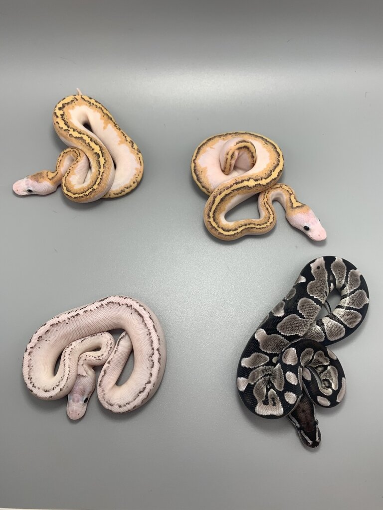 Maternal Incubation results - Ball Pythons - MorphMarket Reptile Community
