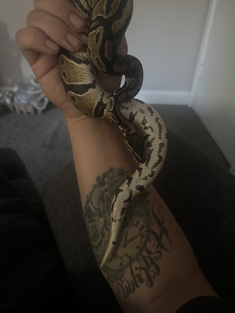 Help with identification of normal - Ball Pythons - MorphMarket Reptile ...