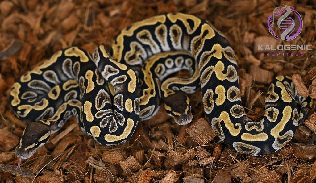 GHI and Cypress were made for each other 💫 - Ball Pythons - MorphMarket ...