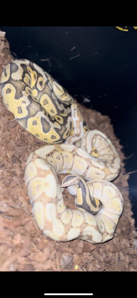 Breeding 2023 - All Reptiles - MorphMarket Reptile Community