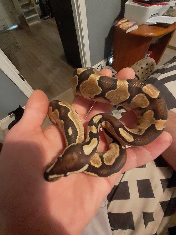 Show off your Ball Pythons - Ball Pythons - MorphMarket Reptile Community