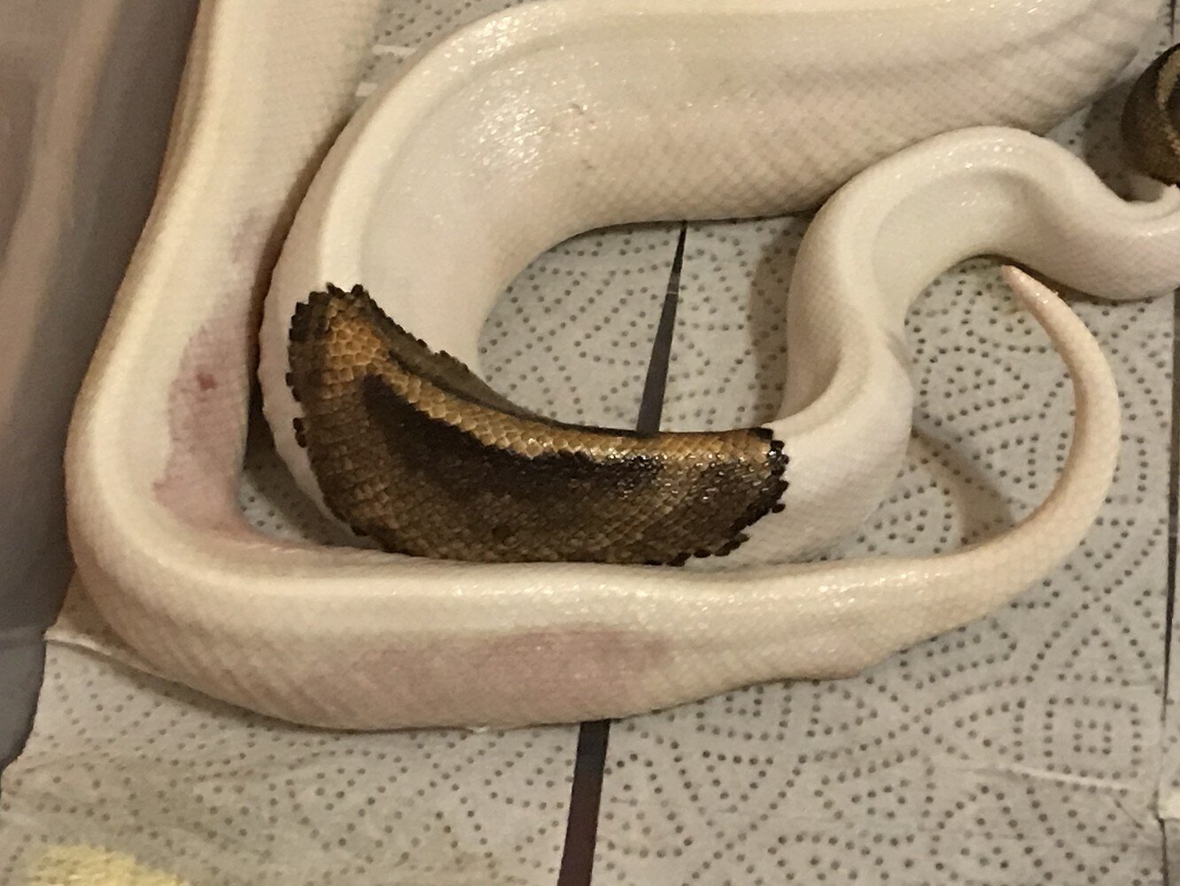 Help with Ball Pythons health - Ball Pythons - MorphMarket Reptile ...