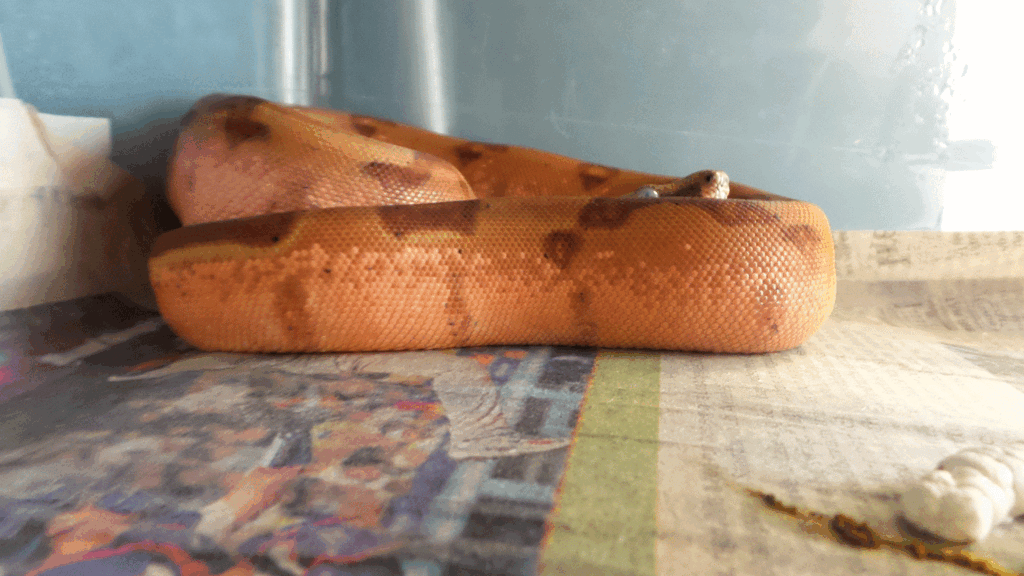 New gene/trait - Boa Constrictors - MorphMarket Reptile Community