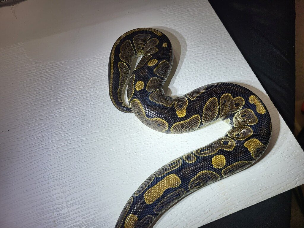 Guess the morph please help - Ball Pythons - MorphMarket Reptile Community