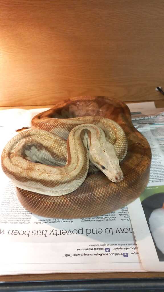 Help identifying snake - Boas - MorphMarket Reptile Community