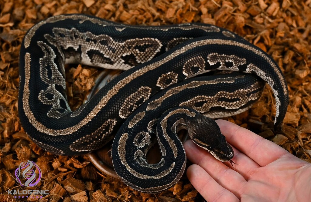 Perfect gene for the project 🪘 - Ball Pythons - MorphMarket Reptile ...