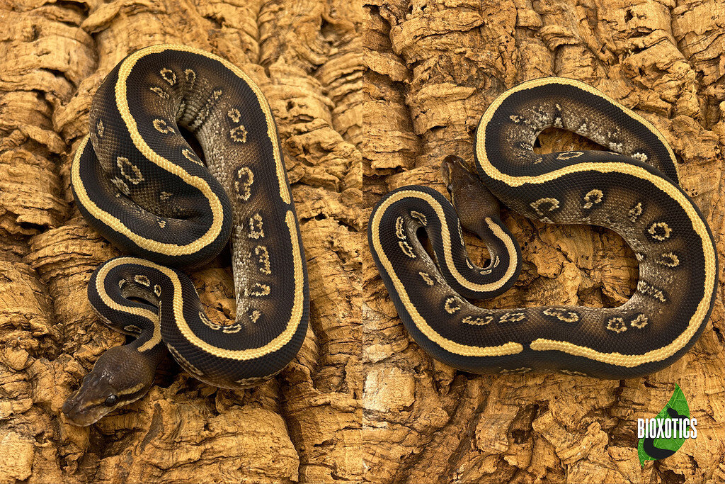 Welcome to the Dark Side - Ball Pythons - MorphMarket Reptile Community
