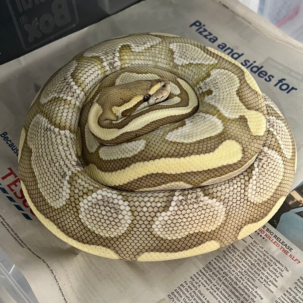 Super Pastel Desert Ghost to our Beautiful Butter Desert Ghost ♥️ ...