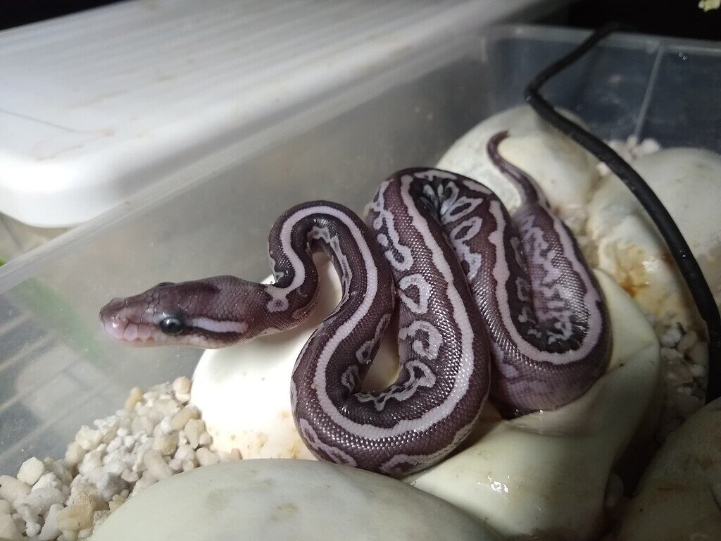 First clutch of 2022 is hatching! - Ball Pythons - MorphMarket Reptile ...
