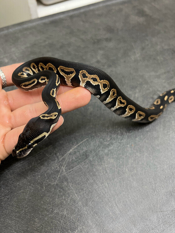 Gorilla is here! New Gene Understanding - Ball Pythons - MorphMarket ...