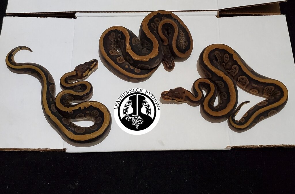 Arroyo Red Stripe - Ball Pythons - MorphMarket Reptile Community