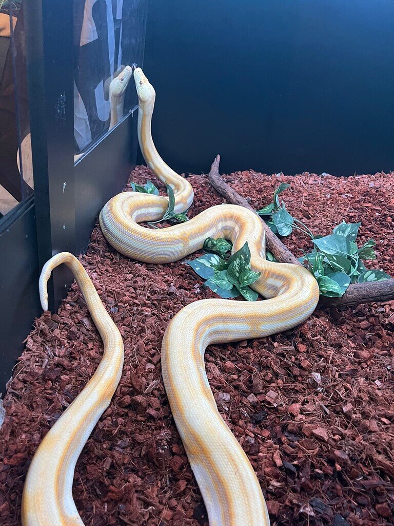 Renick Ghost - Reticulated Pythons - MorphMarket Reptile Community