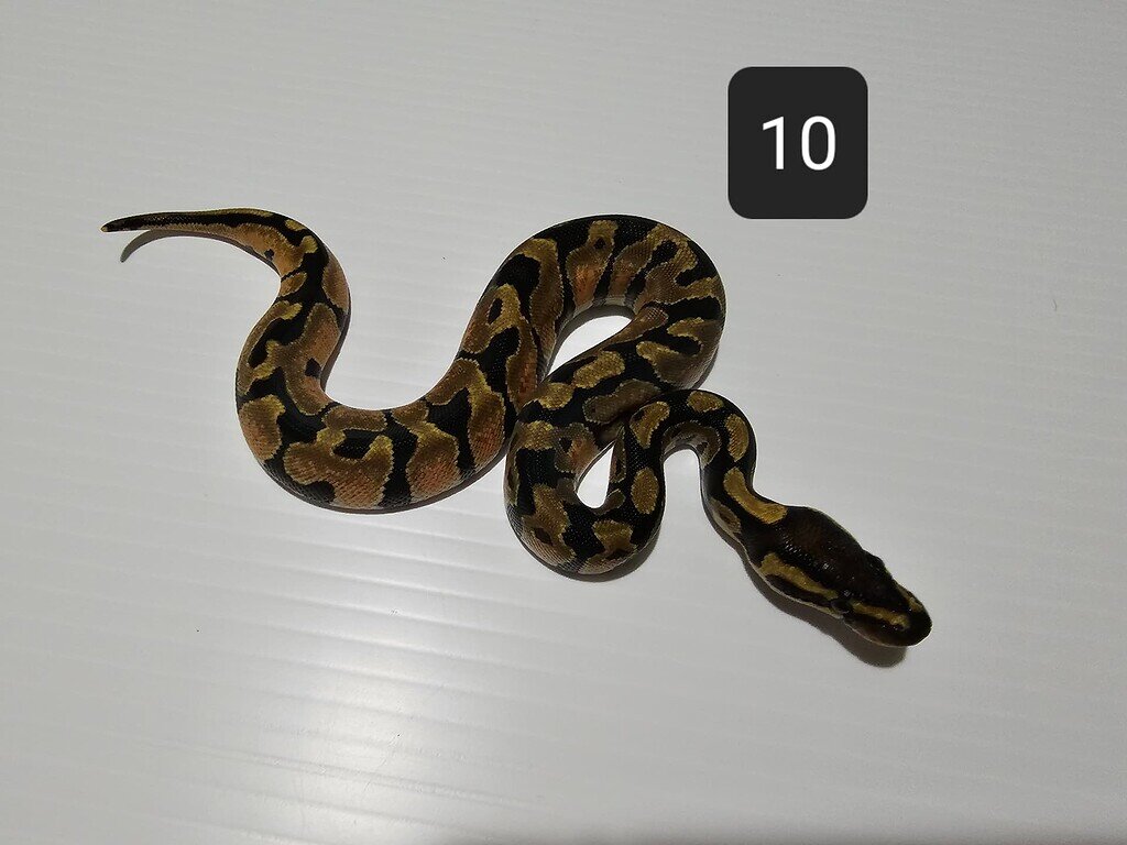 Ball python babies ID help - Ball Pythons - MorphMarket Reptile Community