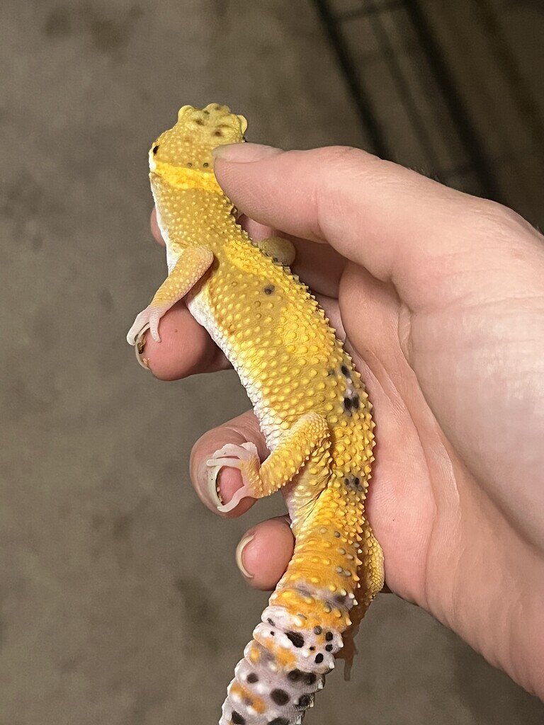 Leopard Gecko Morphs :)?!? - Leopard Geckos - MorphMarket Reptile Community