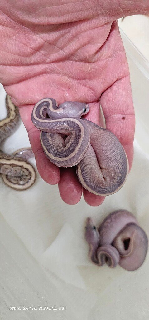 Shocked to have hatched truly purple snakes! - Ball Pythons ...