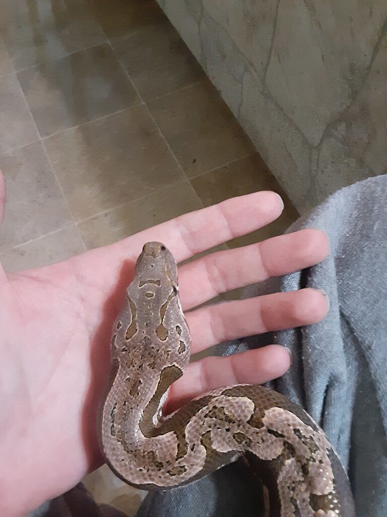 The best pet boa...hands down.. Dumerils - Other Boas - MorphMarket ...