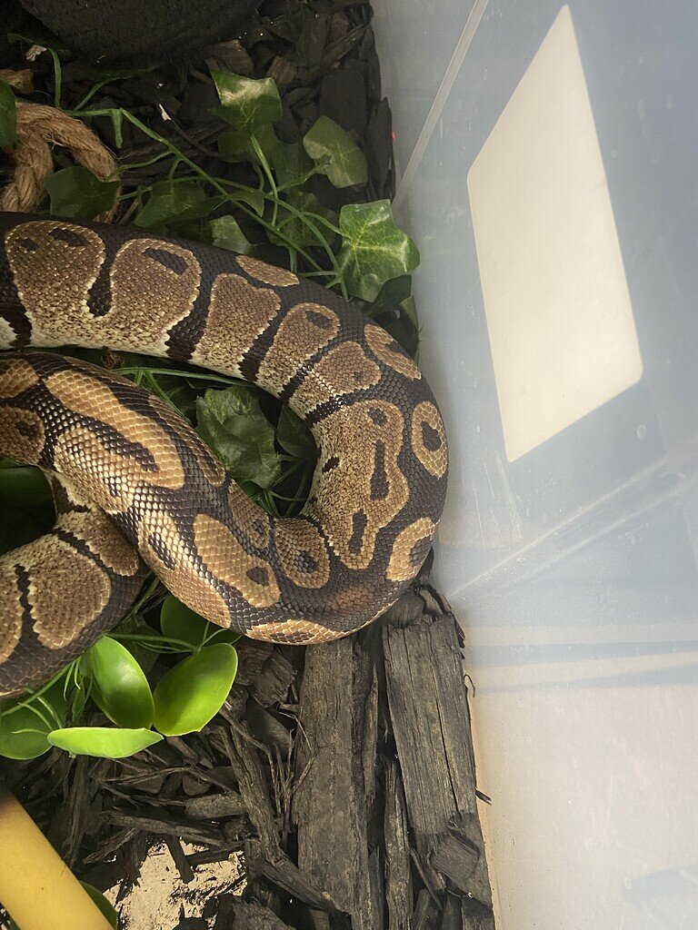 Three Keyholes? - Ball Pythons - MorphMarket Reptile Community