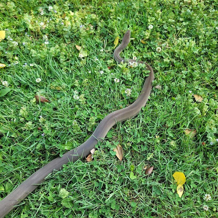 Olive python - Other Pythons - MorphMarket Reptile Community