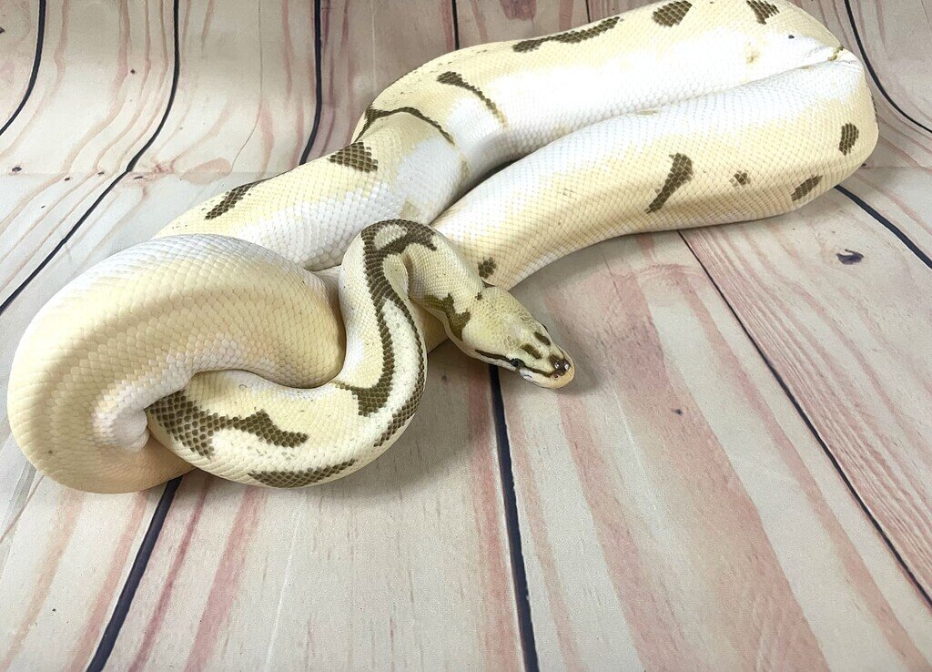 Feeding help! - Ball Pythons - MorphMarket Reptile Community