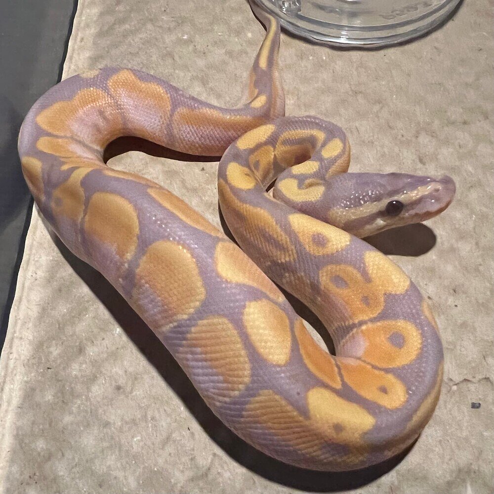 TORNADO x MICROSCALE CORAL GLOW - Ball Pythons - MorphMarket Reptile ...