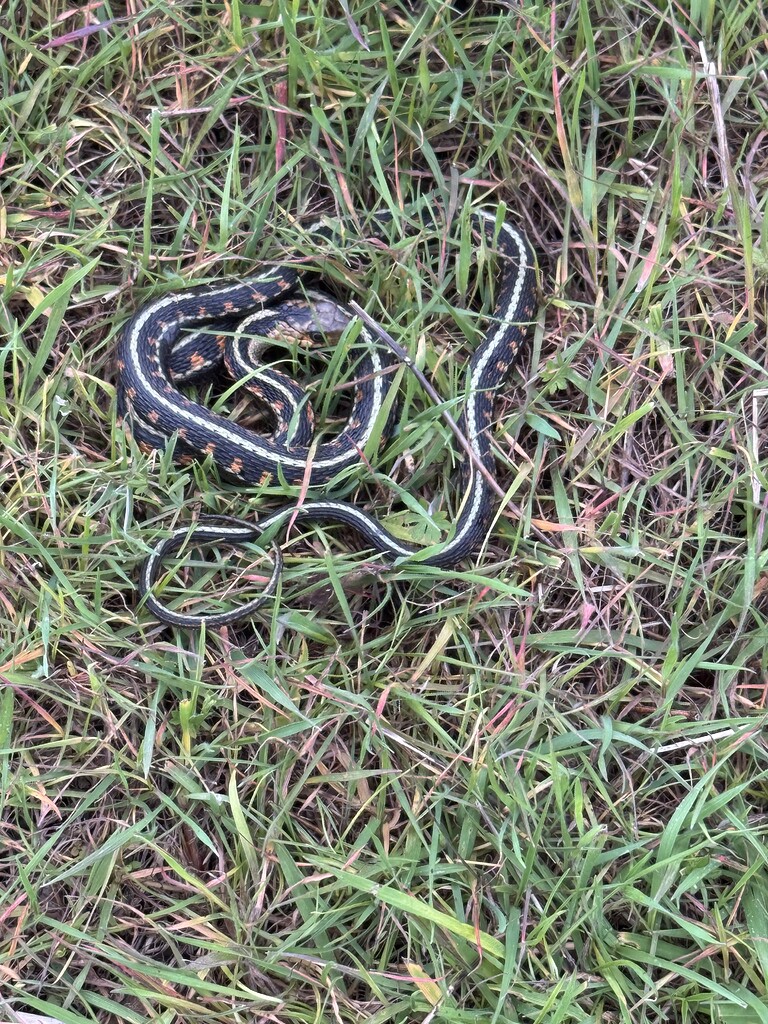 Snake Fungal Disease(s) 😱 - All Reptiles - MorphMarket Reptile Community