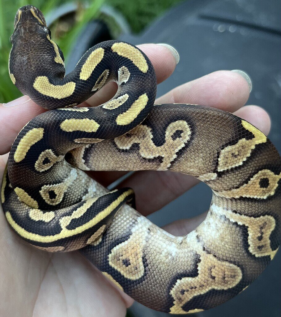 Help me I’d this hatchling please - Ball Pythons - MorphMarket Reptile ...