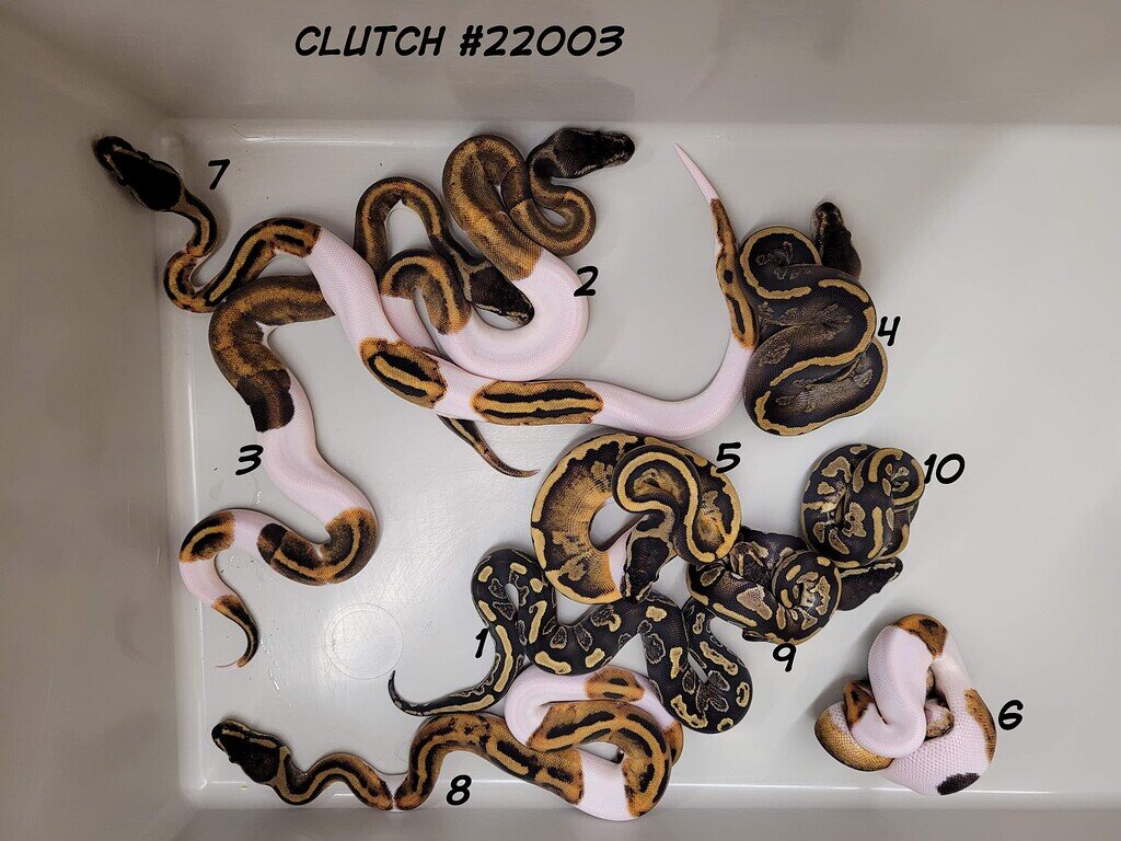 GHI and Mahogany ID questions - Ball Pythons - MorphMarket Reptile ...