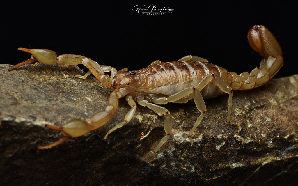 A sting in the tail - Scorpions - MorphMarket Reptile Community
