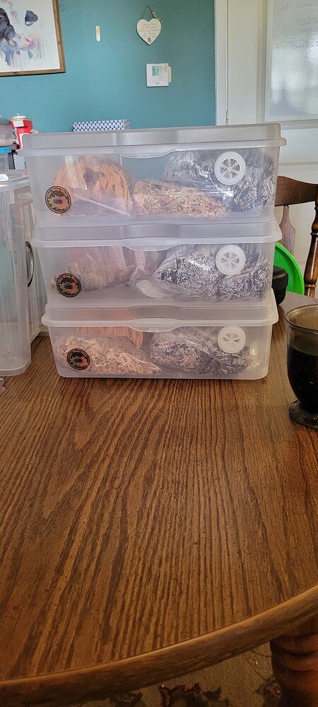 Three New Isopod enclosures - Isopods - MorphMarket Reptile Community