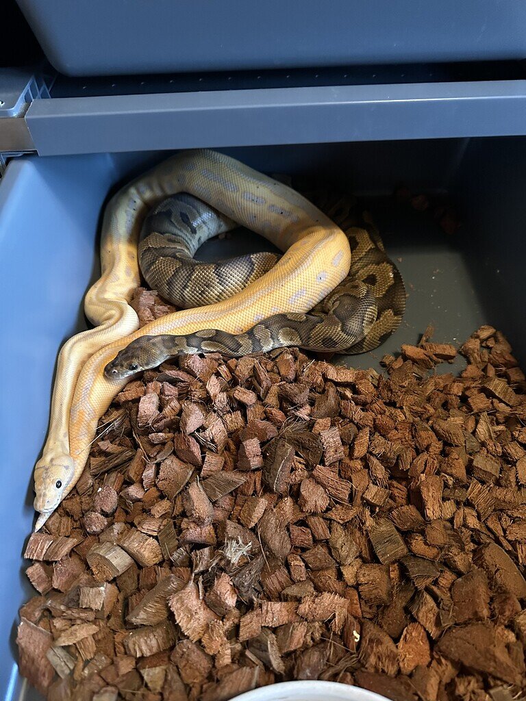 Stranger Clown x Black pastel, Redstripe, CG Batman - Ball Pythons ...