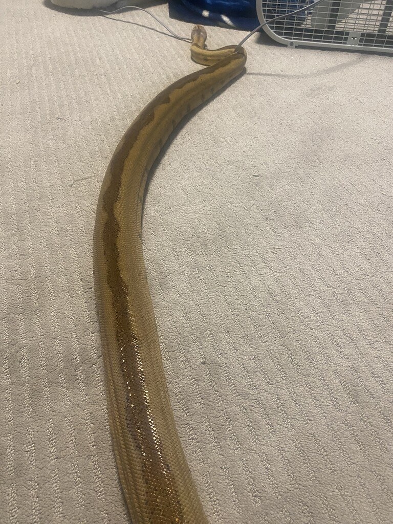 Help identify Morph - Boas - MorphMarket Reptile Community