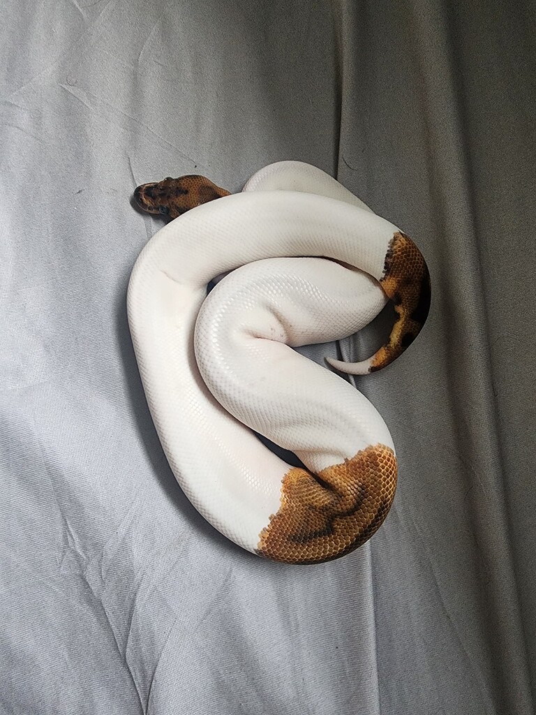 Help With Pied Morph Identification - Ball Pythons - MorphMarket ...